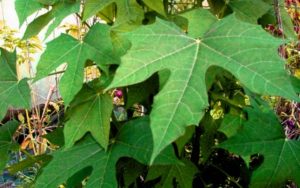 Planta medicinal chaya - Buena Salud