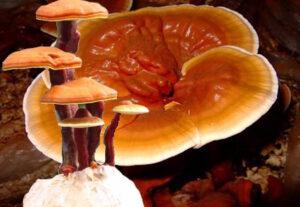 Reishi propiedades, beneficios, y para que sirve - Buena Salud
